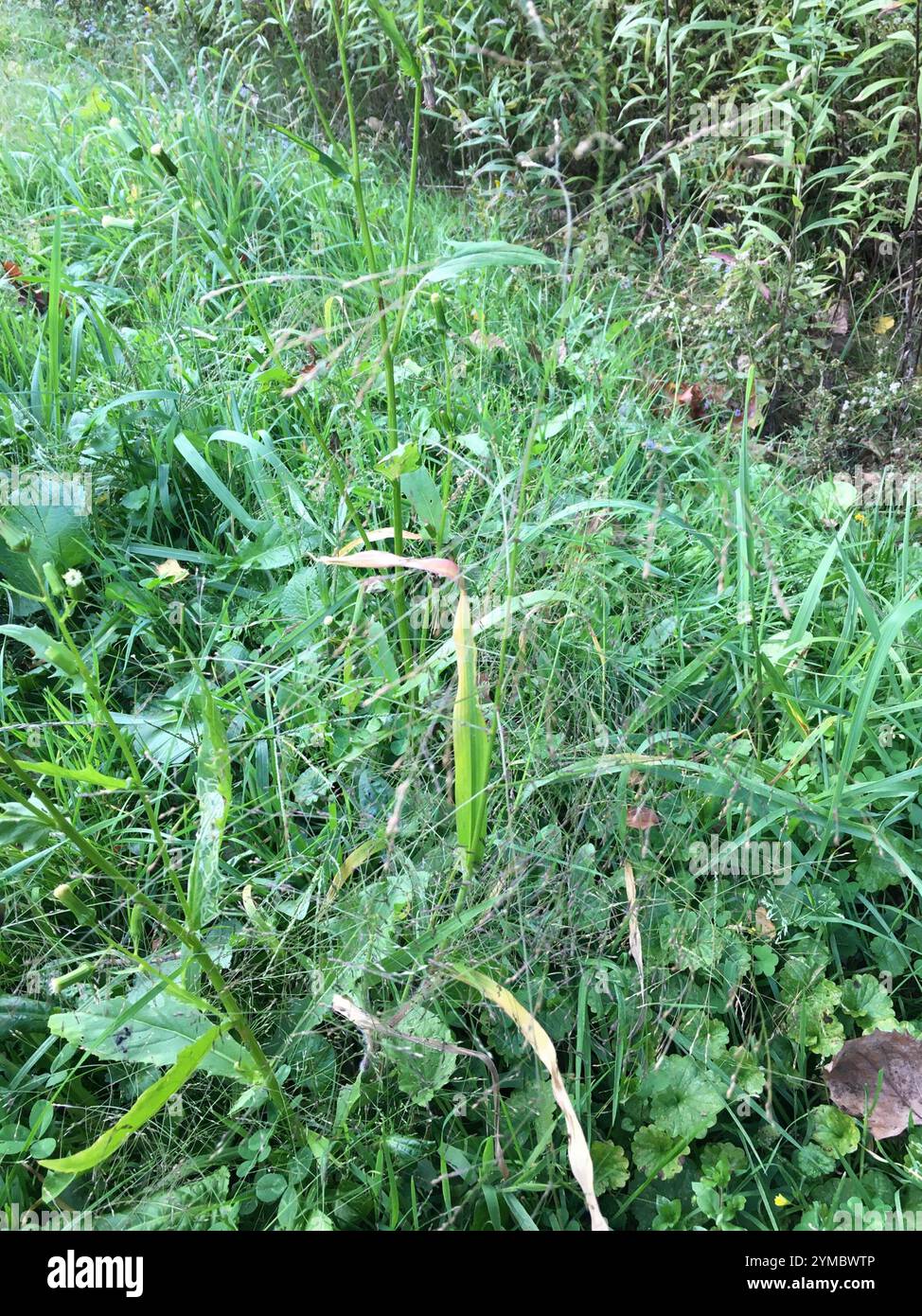 bristlegrasses, rosette grasses, barnyard grasses, and allies (Paniceae ...