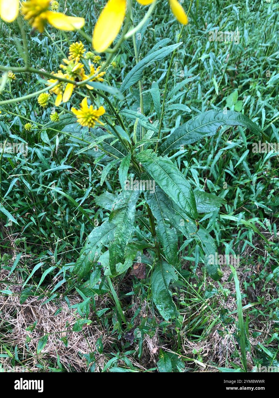 Wingstem (Verbesina alternifolia Stock Photo - Alamy
