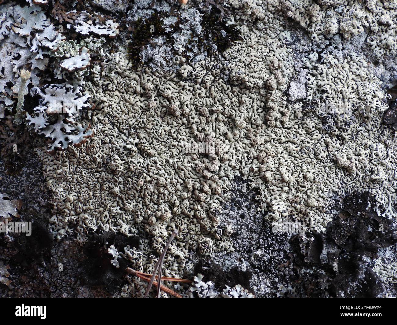 Finger Ring Lichen (Arctoparmelia incurva Stock Photo - Alamy