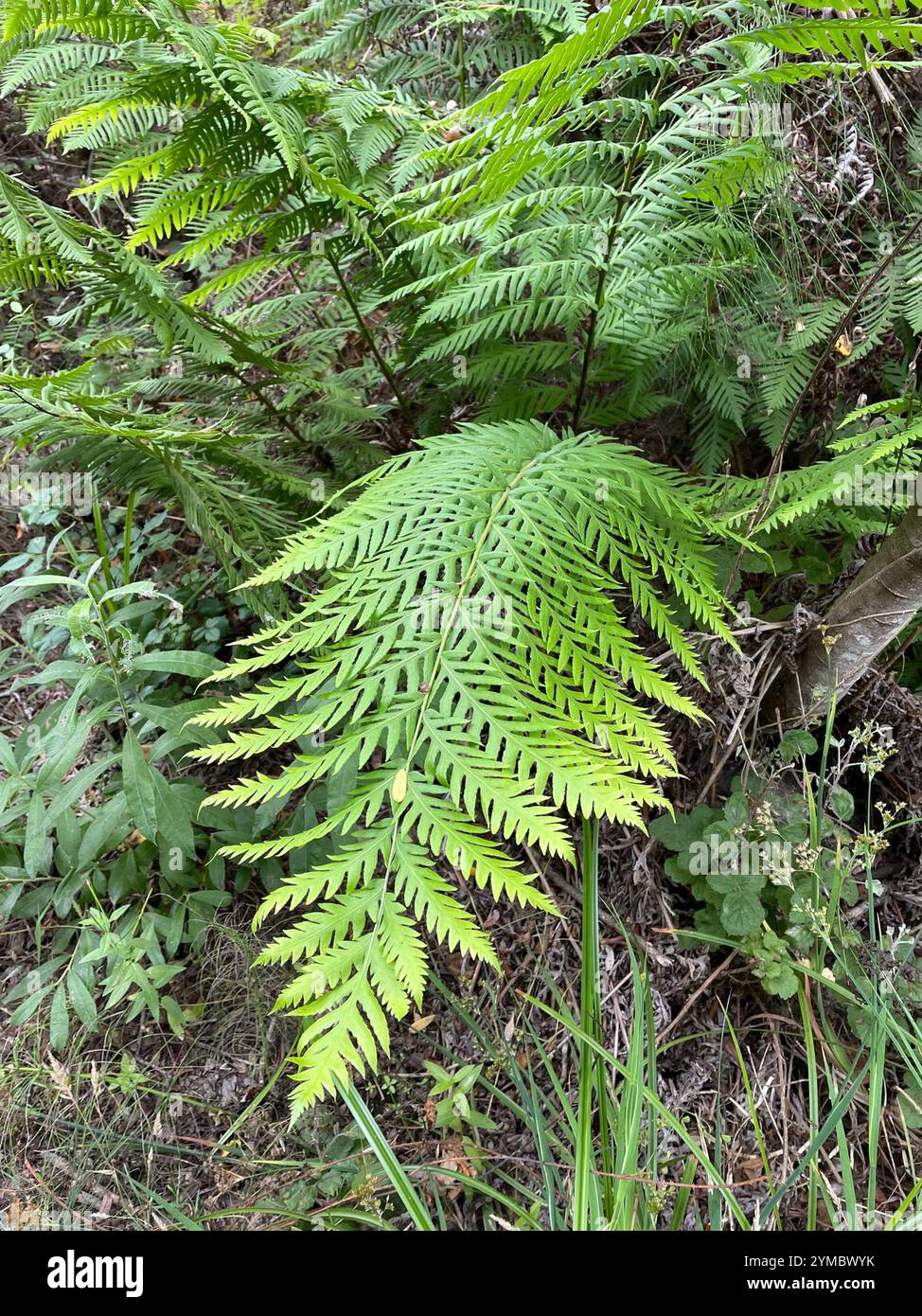 giant chain fern (Woodwardia fimbriata Stock Photo - Alamy