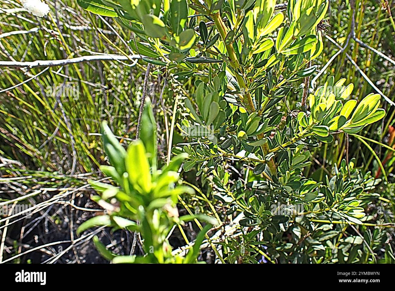Cyclopia hi-res stock photography and images - Alamy