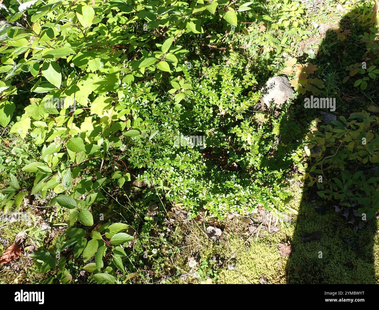 Oregon Boxwood (Paxistima myrsinites Stock Photo - Alamy