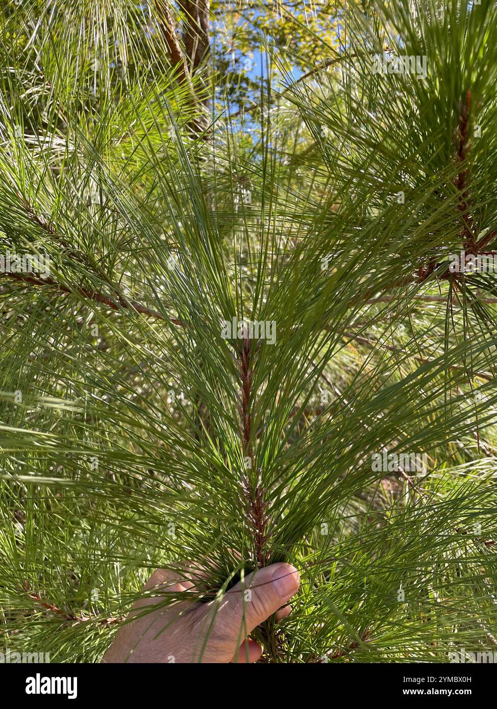 loblolly pine (Pinus taeda Stock Photo - Alamy