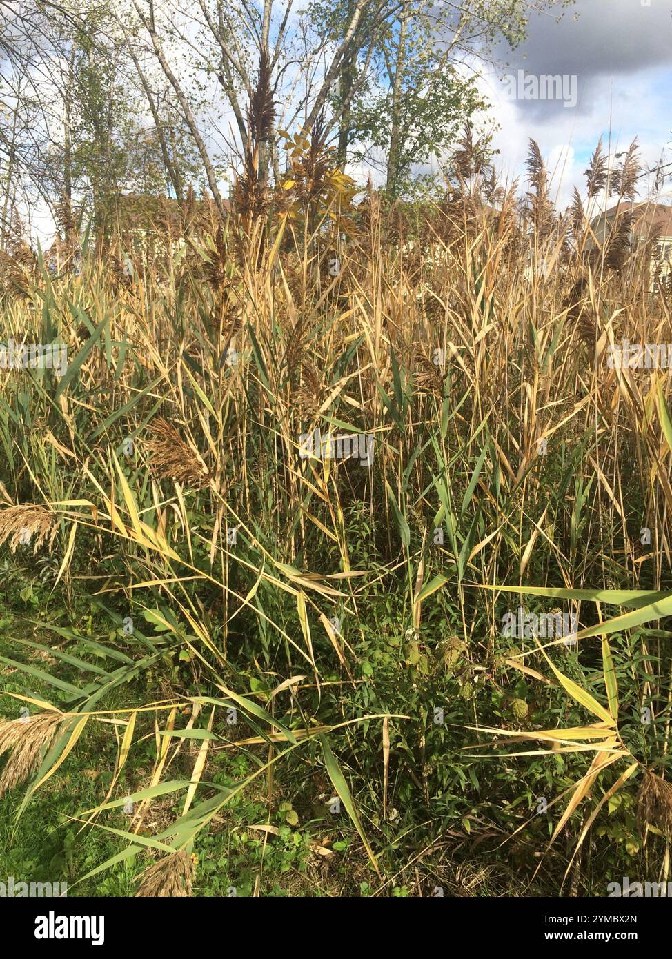 European reed (Phragmites australis australis Stock Photo - Alamy