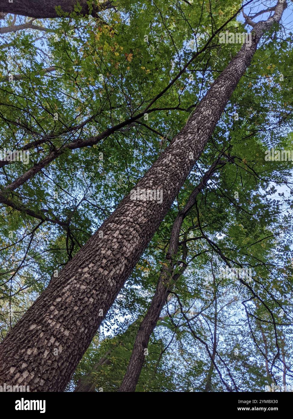 Emerald Ash Borer (Agrilus planipennis Stock Photo - Alamy