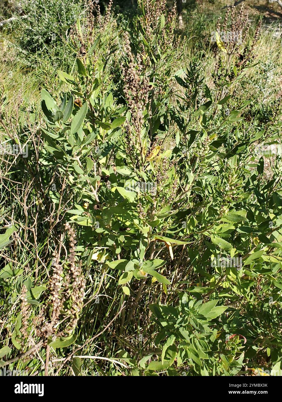 marsh elder (Iva frutescens Stock Photo - Alamy