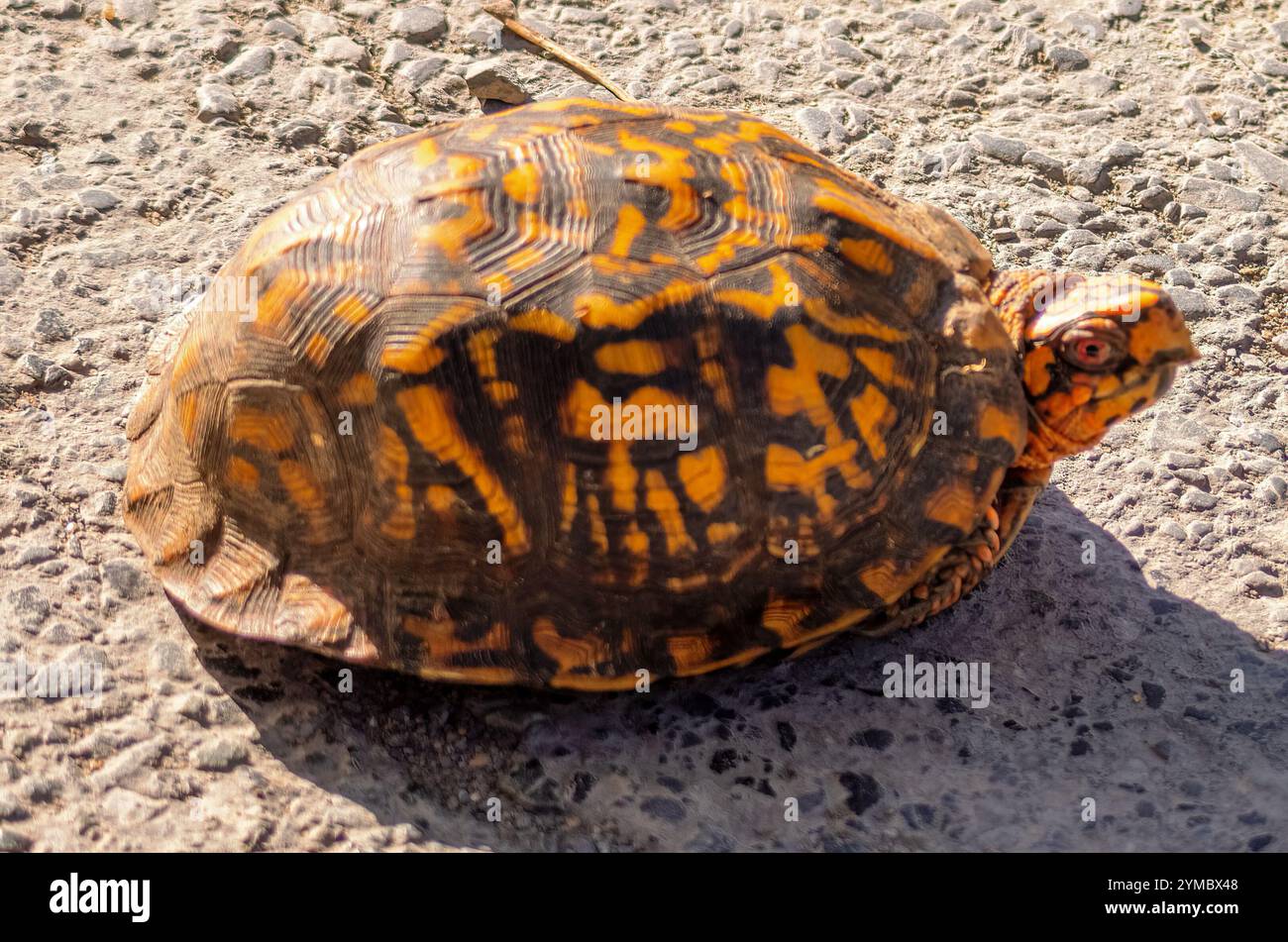 Eastern Box Turtle (Terrapene carolina carolina Stock Photo - Alamy