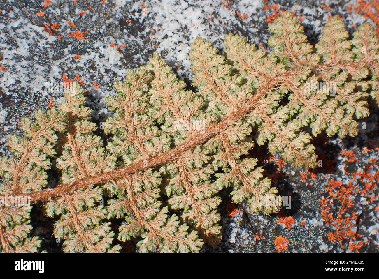 Scented Fern (Anemia caffrorum Stock Photo - Alamy