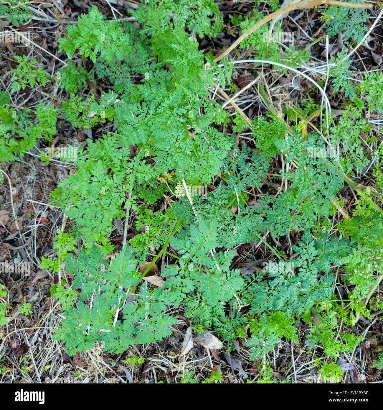 poison hemlock (Conium maculatum Stock Photo - Alamy
