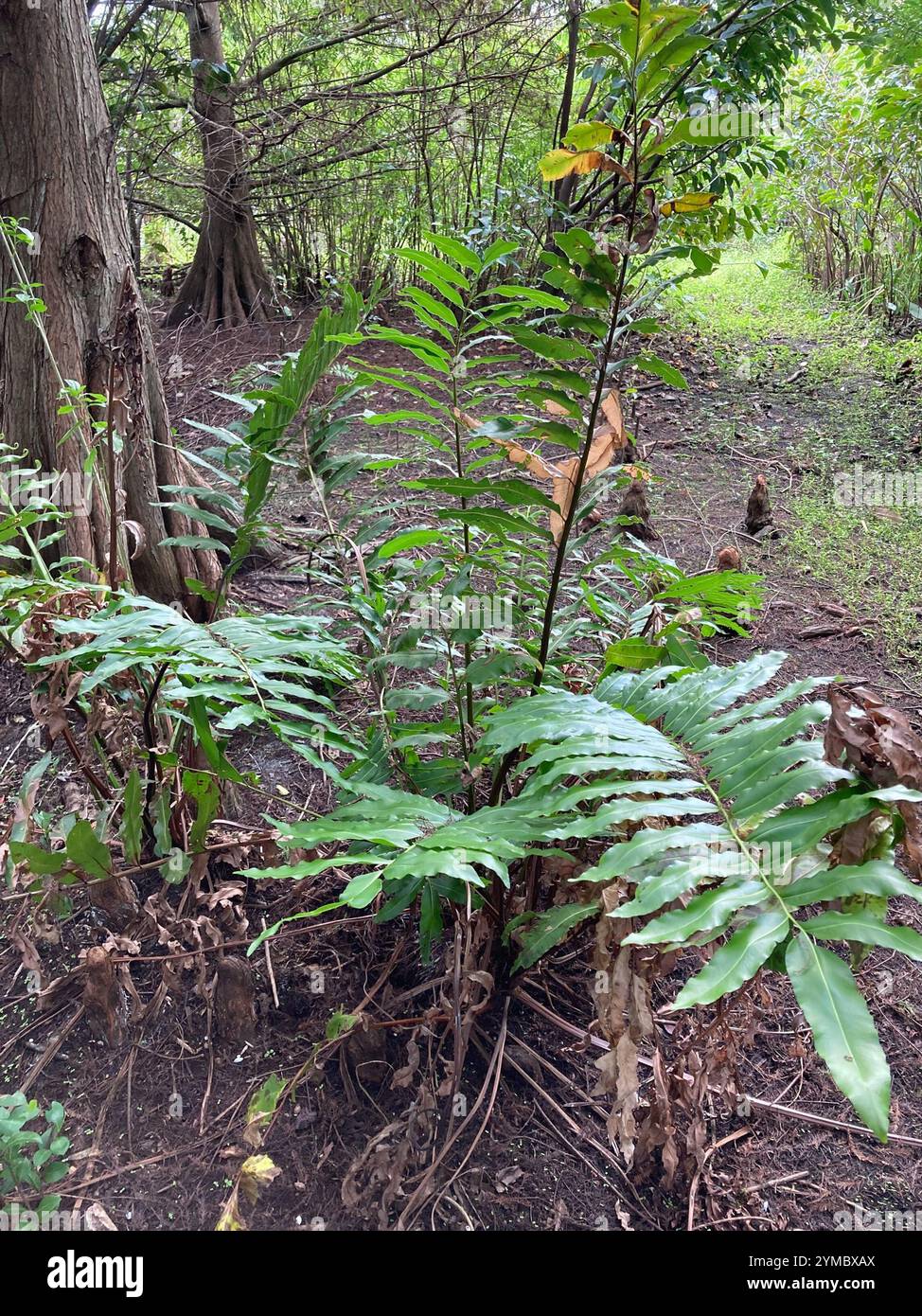 Giant leather fern (Acrostichum danaeifolium Stock Photo - Alamy
