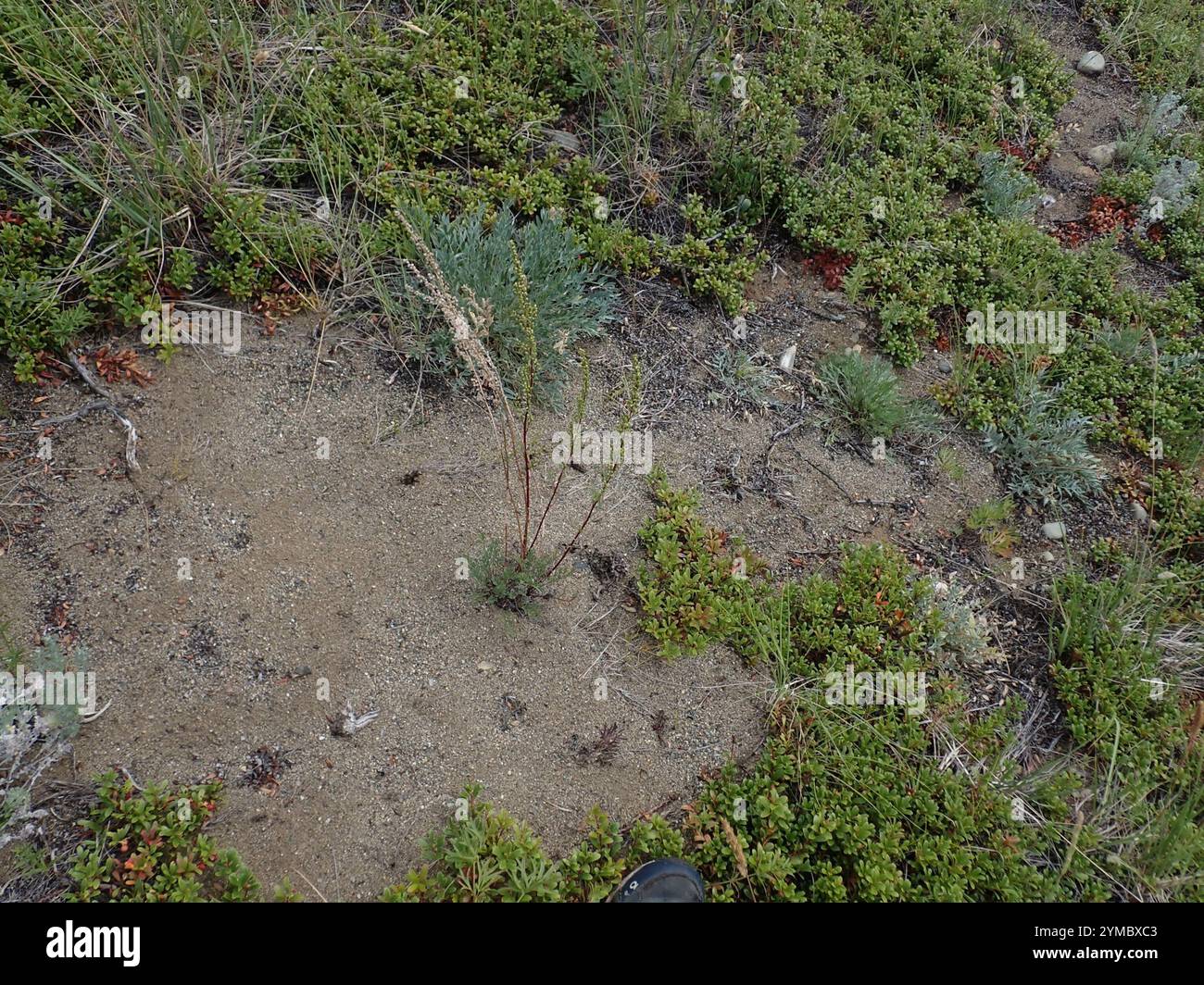 Field Sagewort (Artemisia campestris Stock Photo - Alamy