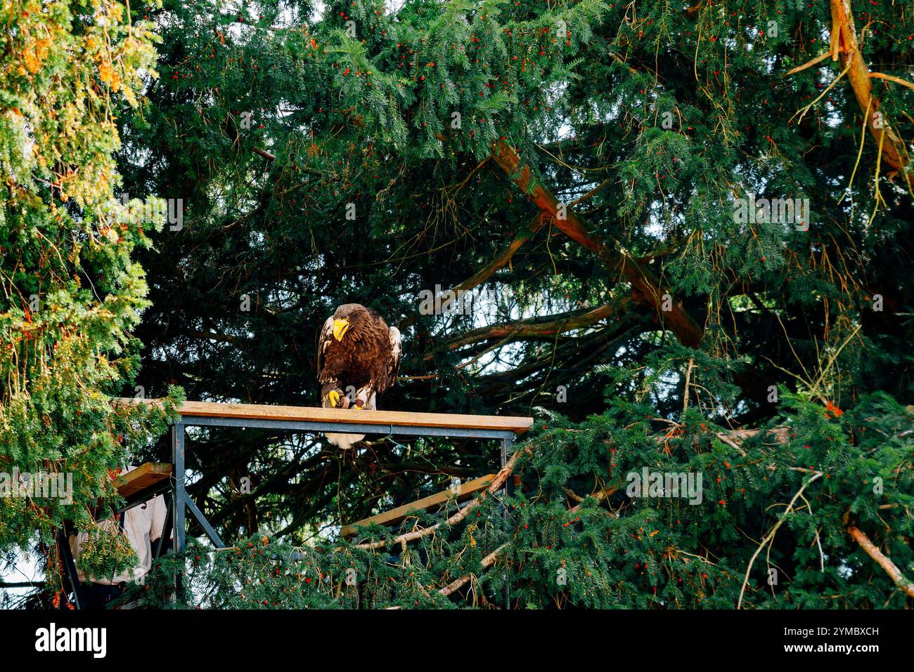 a great eagle walking on the ground Stock Photo - Alamy