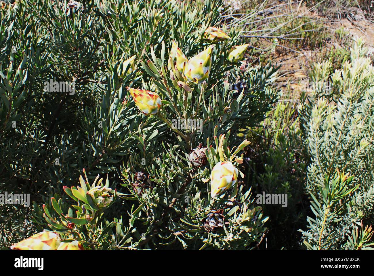 Spinning-top Conebush (Leucadendron rubrum Stock Photo - Alamy