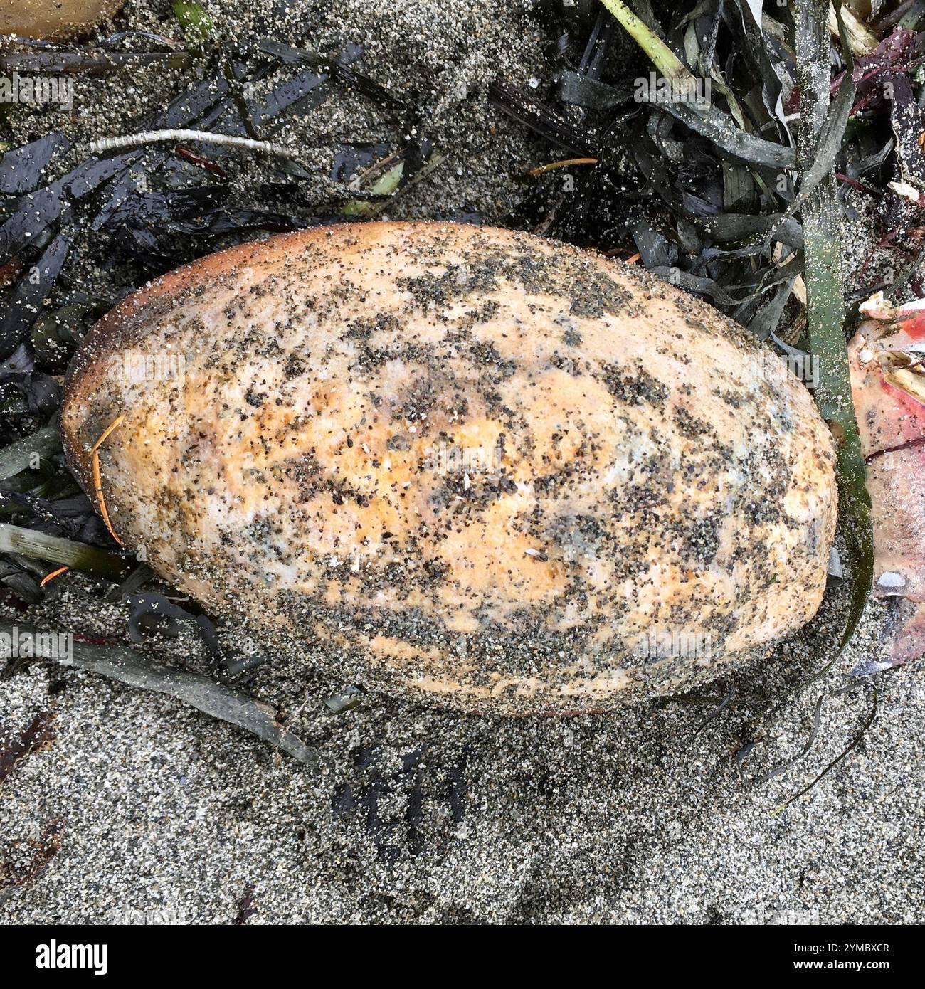 Gumboot Chiton (Cryptochiton stelleri Stock Photo - Alamy