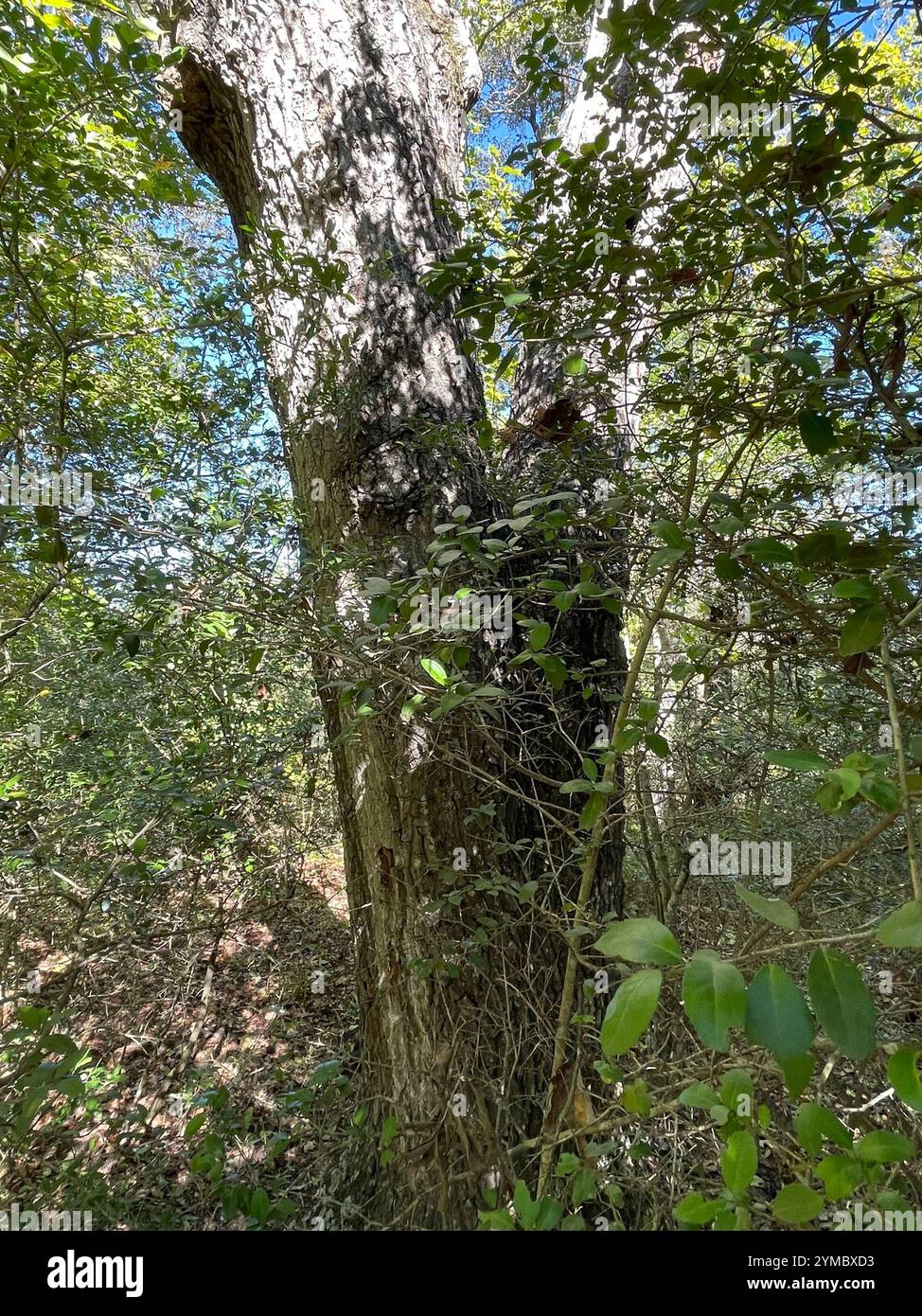 water oak (Quercus nigra Stock Photo - Alamy