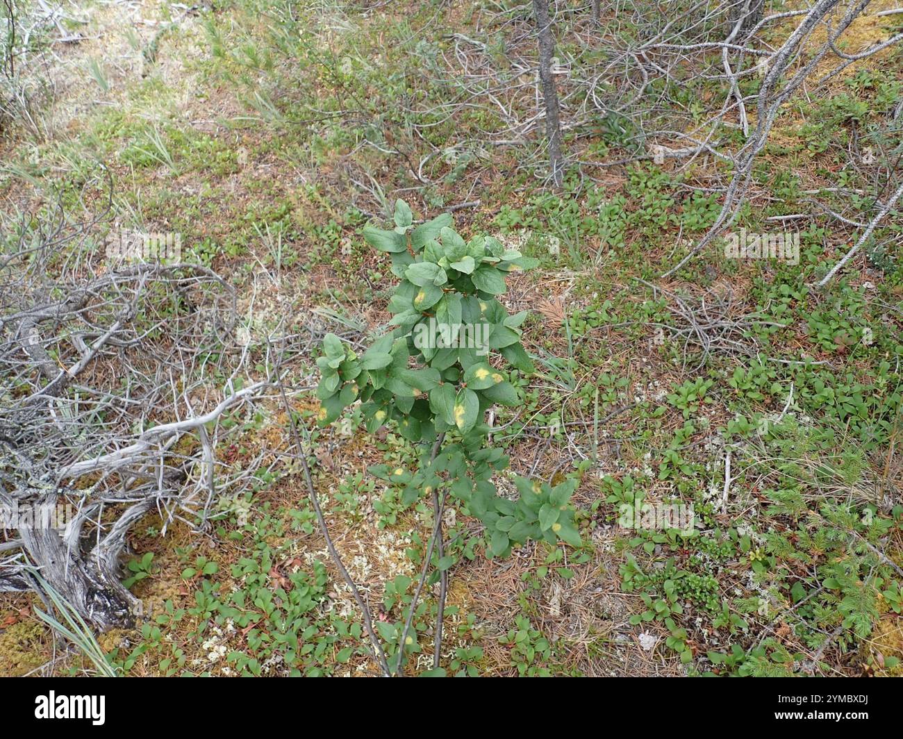 Canadian buffalo-berry (Shepherdia canadensis Stock Photo - Alamy