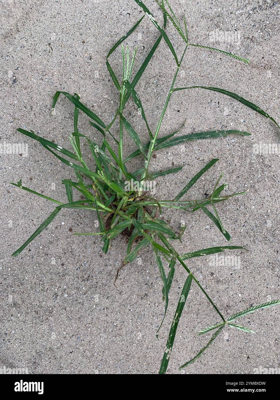 Goose Grass (Eleusine indica Stock Photo - Alamy