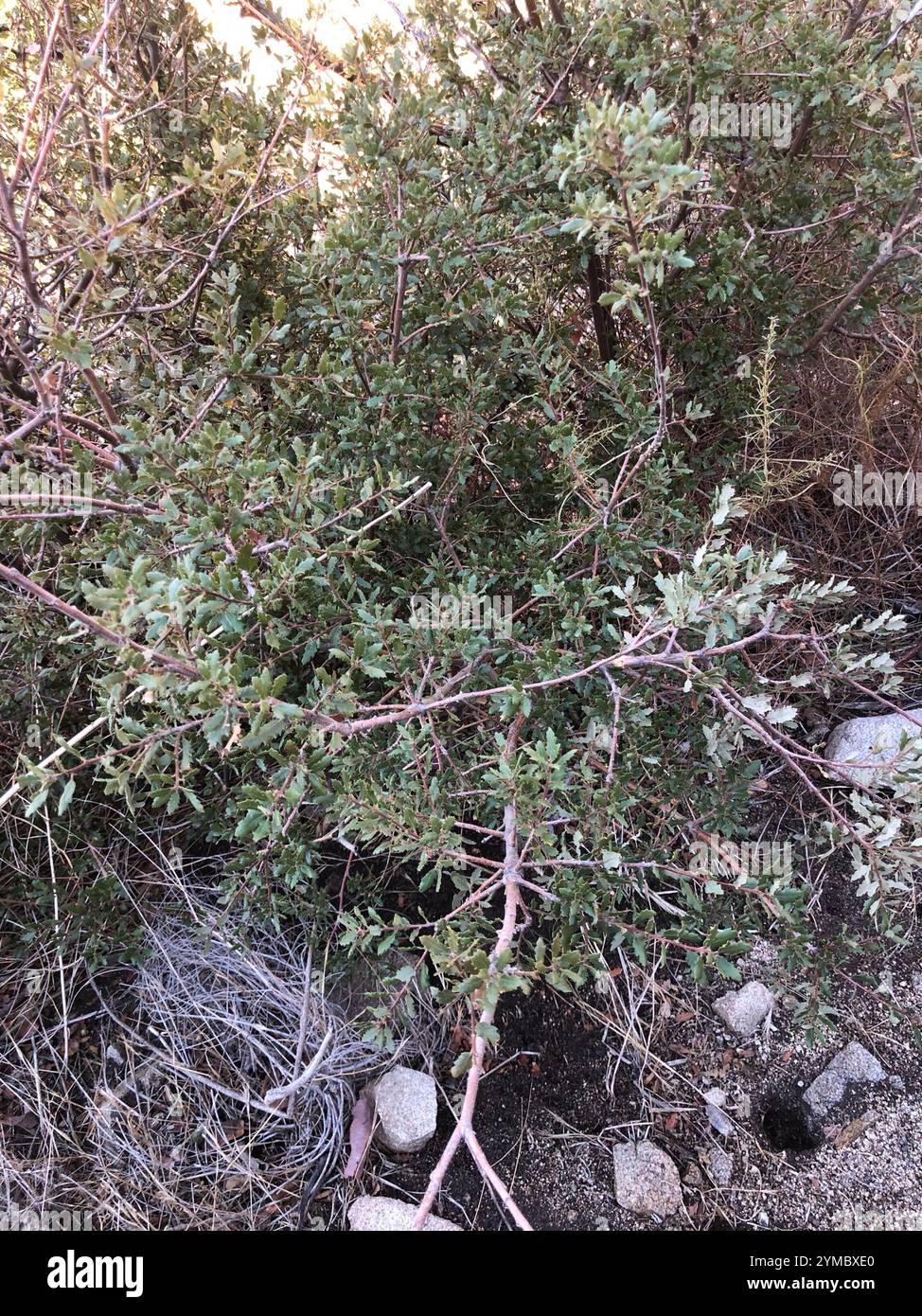 White Oaks Quercus Stock Photo Alamy