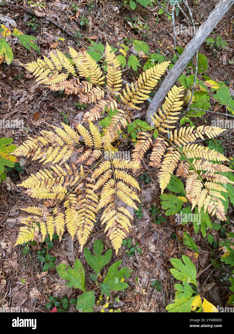 eagle fern (Pteridium aquilinum latiusculum Stock Photo - Alamy