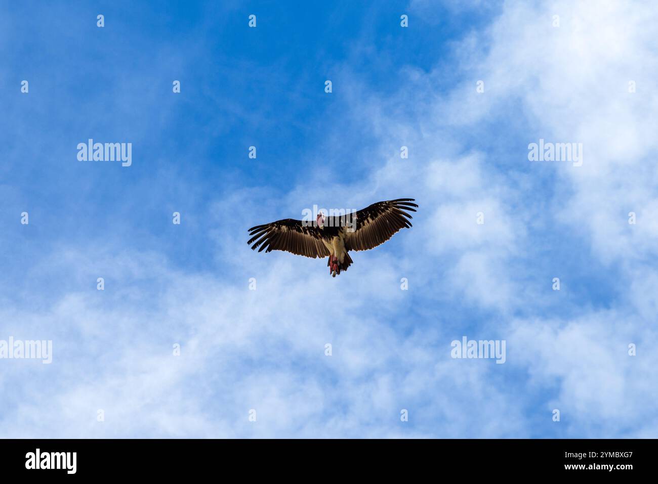 Large turkey vulture flying hi-res stock photography and images - Alamy