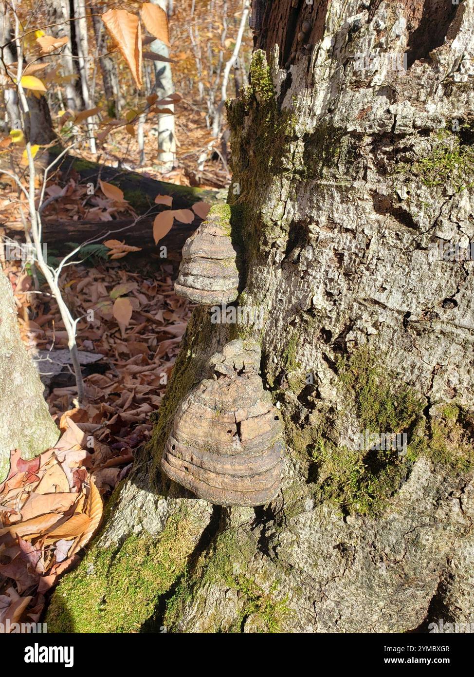 Hoof Fungus (Fomes fomentarius Stock Photo - Alamy