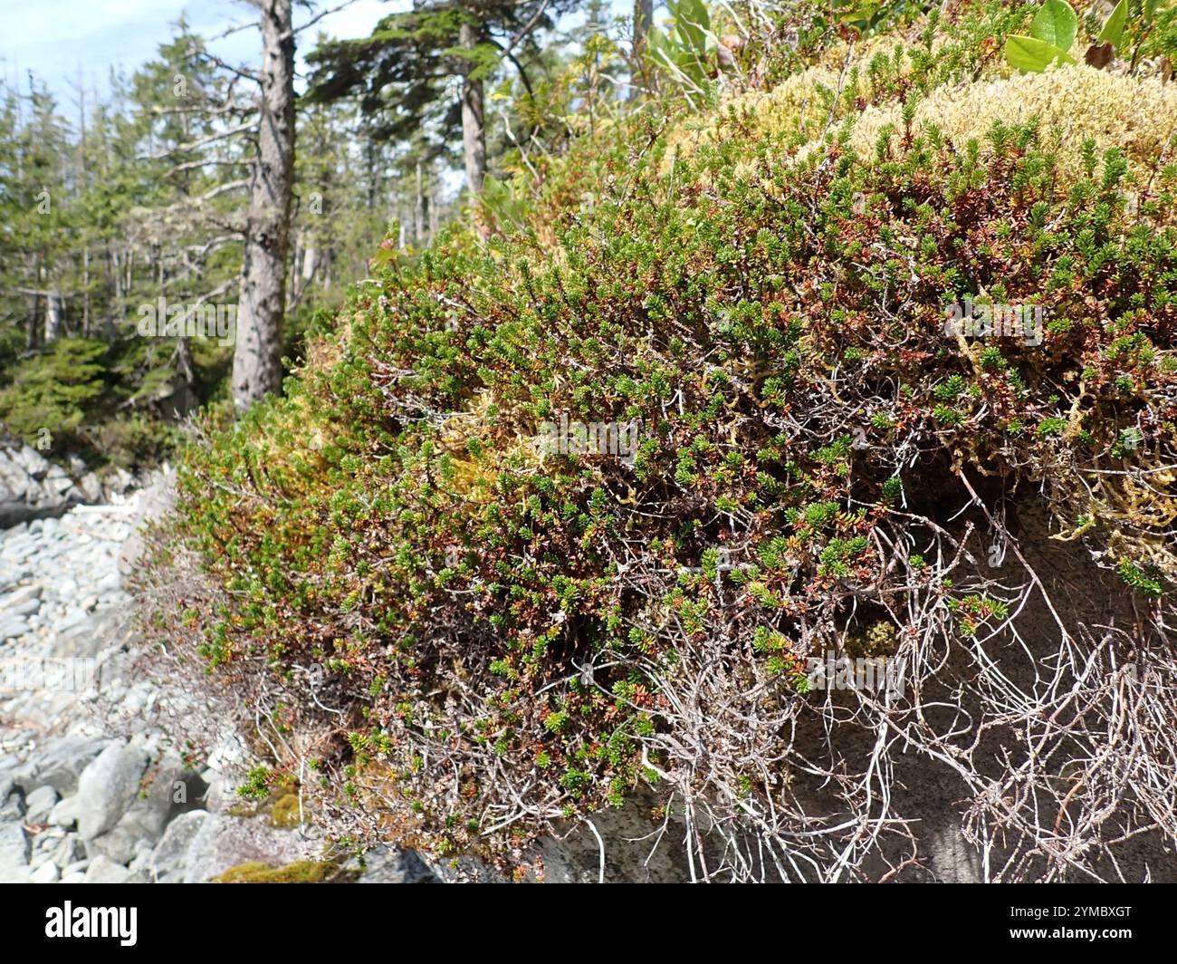 black crowberry (Empetrum nigrum Stock Photo - Alamy