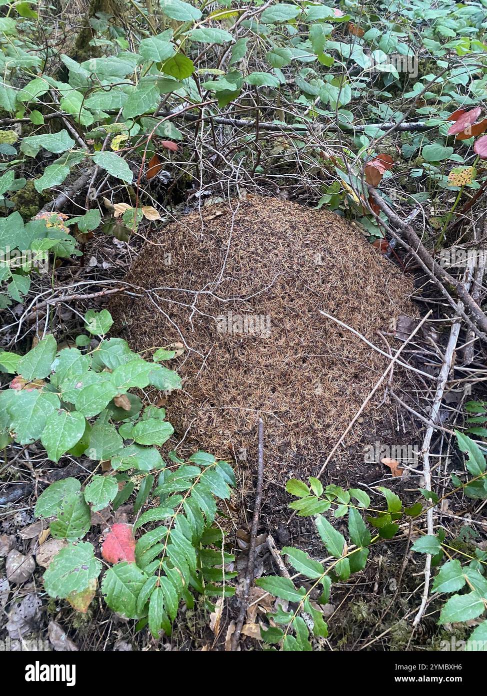 Western Thatching Ant (Formica obscuripes Stock Photo - Alamy