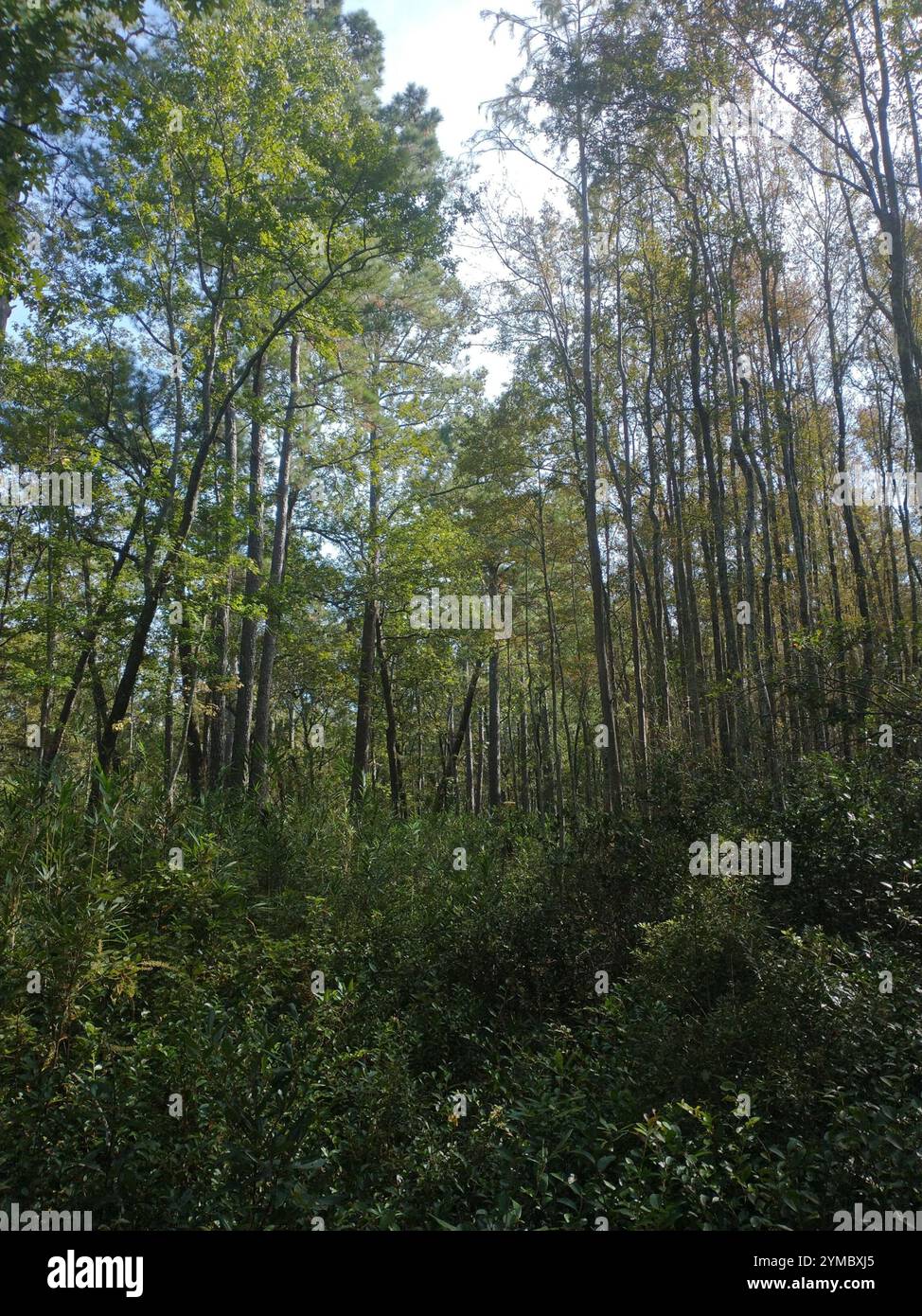 Swamp tupelo (Nyssa biflora Stock Photo - Alamy