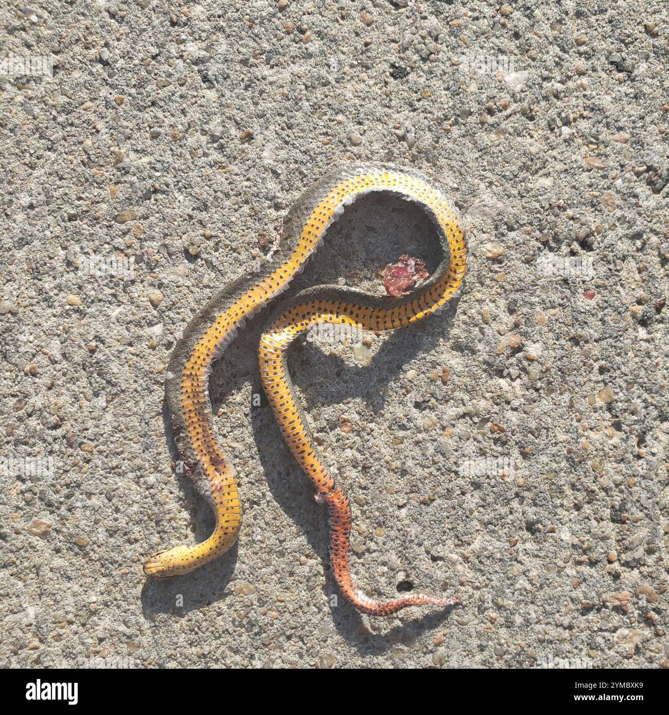 ring-necked snake (Diadophis punctatus Stock Photo - Alamy