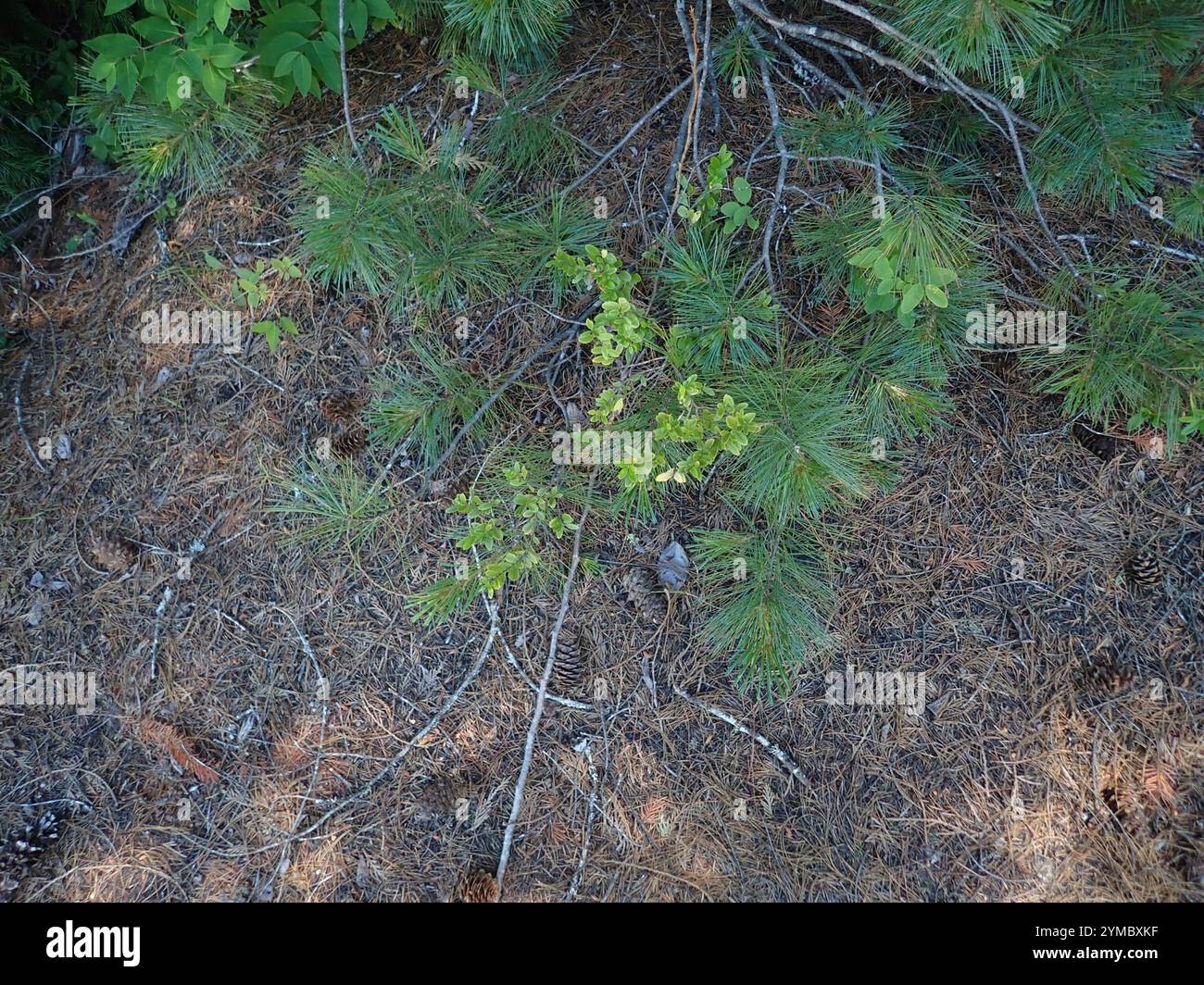 Oregon Boxwood (Paxistima myrsinites Stock Photo - Alamy