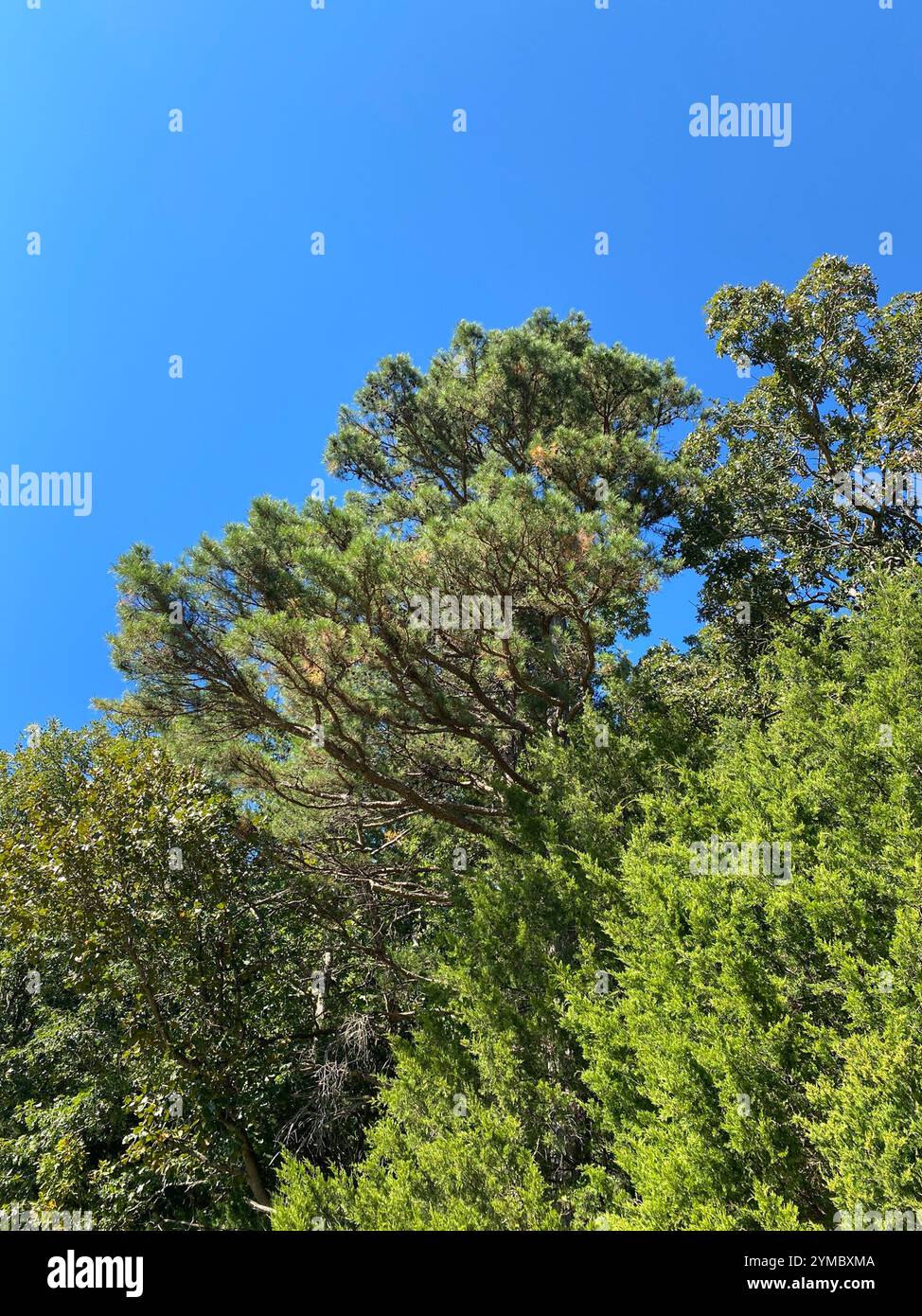 shortleaf pine (Pinus echinata Stock Photo - Alamy