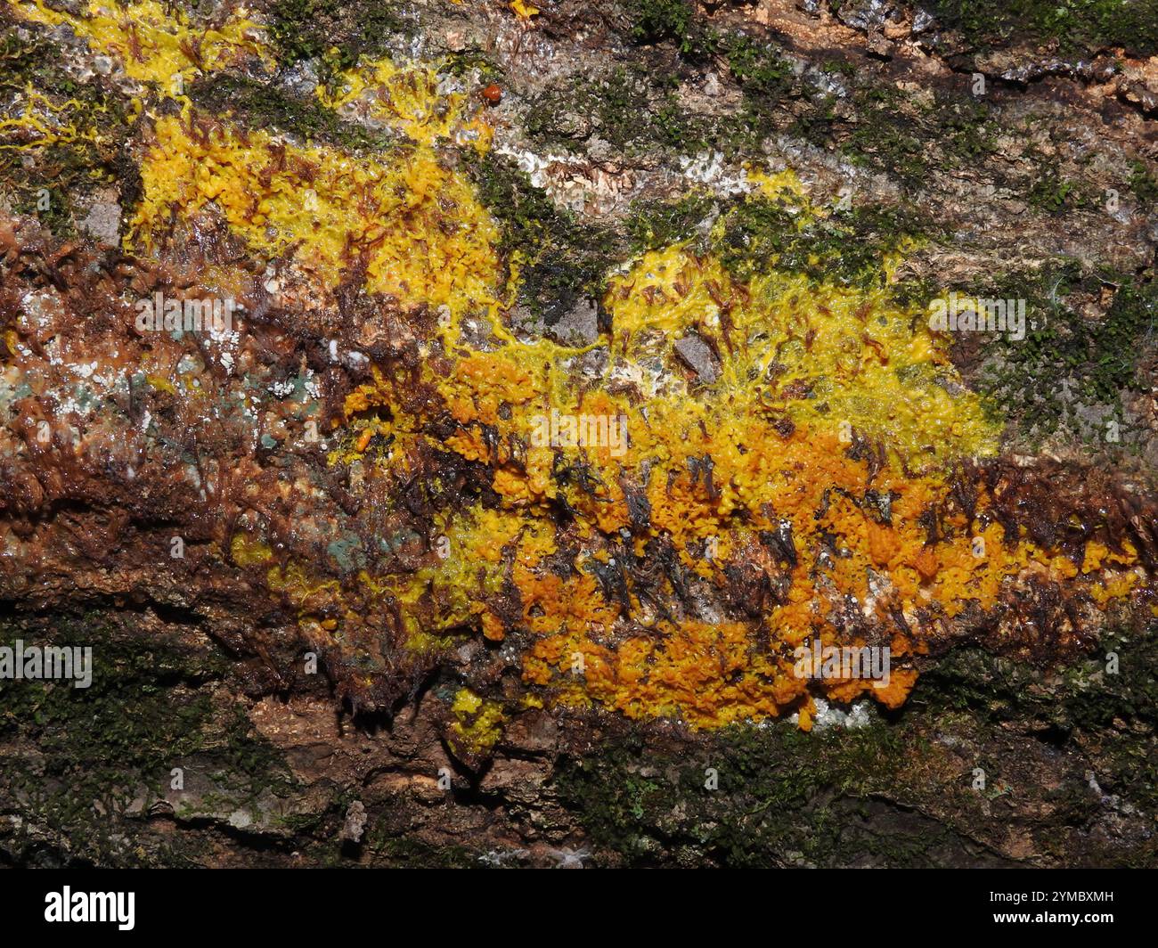 Dog Vomit Slime Mold (Fuligo septica Stock Photo - Alamy