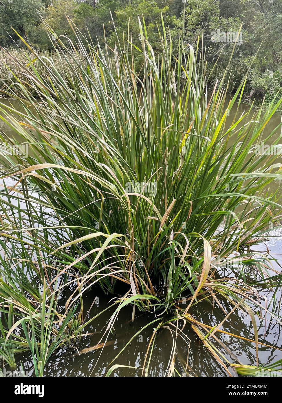 grasses, sedges, cattails, and allies (Poales Stock Photo - Alamy