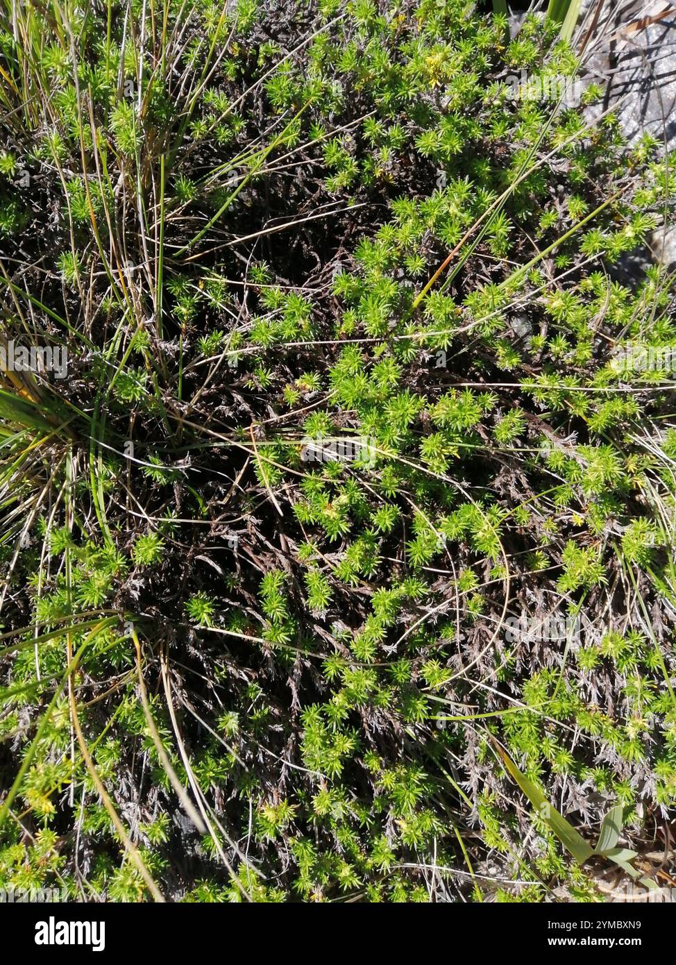 Pearl fruit (Margyricarpus pinnatus Stock Photo - Alamy