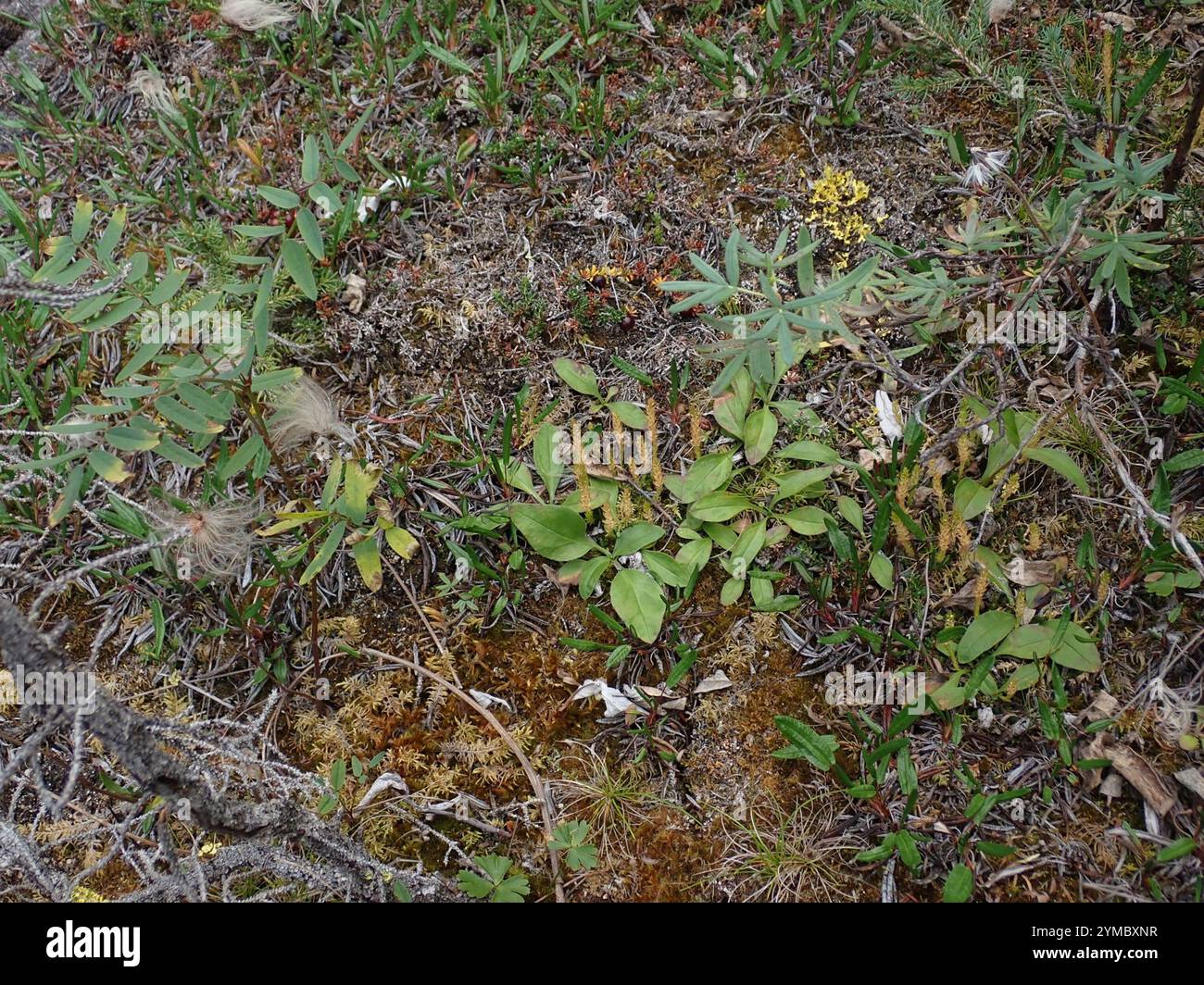 northern spikemoss (Selaginella selaginoides Stock Photo - Alamy
