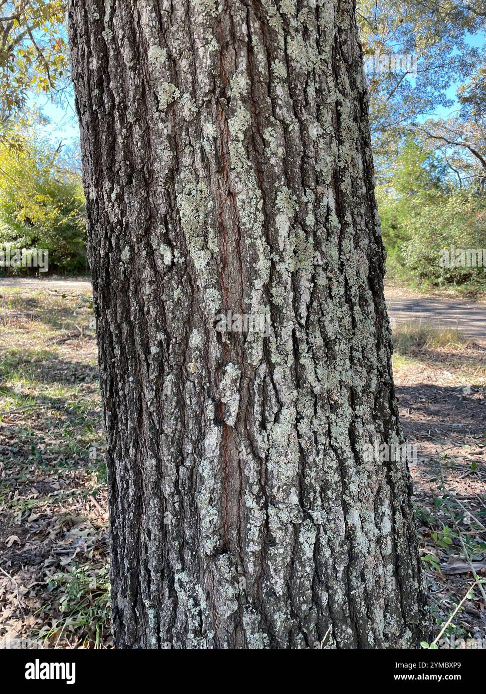 southern red oak (Quercus falcata Stock Photo - Alamy