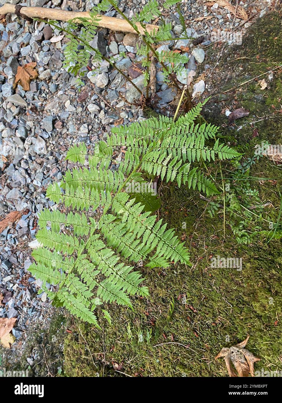 western lady fern (Athyrium filix-femina cyclosorum Stock Photo - Alamy