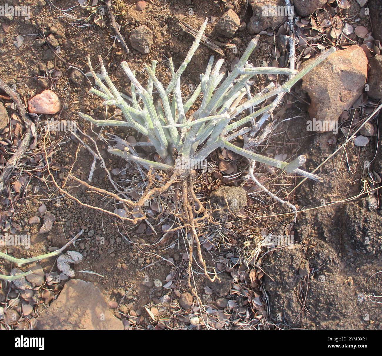Caustic vine hi-res stock photography and images - Alamy