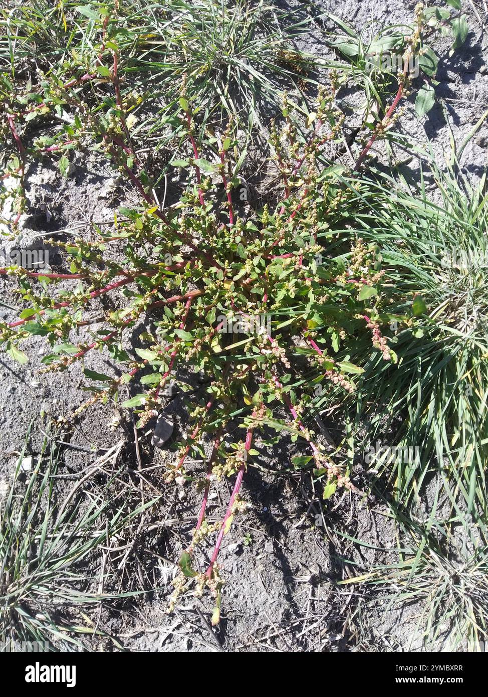 oak-leaved goosefoot (Oxybasis glauca Stock Photo - Alamy