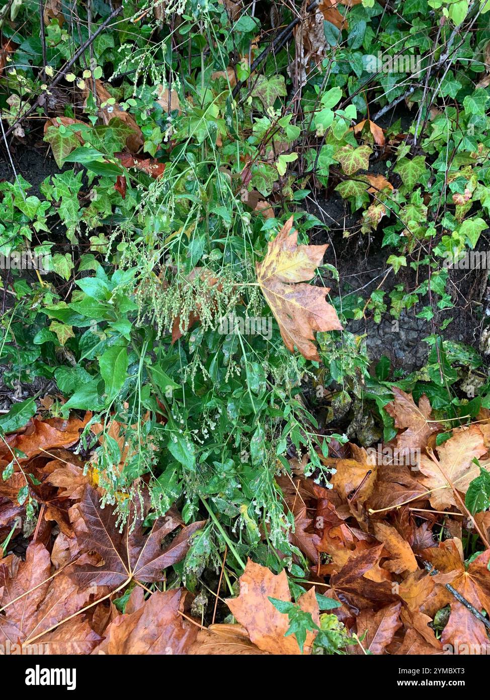 broadleaved pepperweed (Lepidium latifolium Stock Photo - Alamy