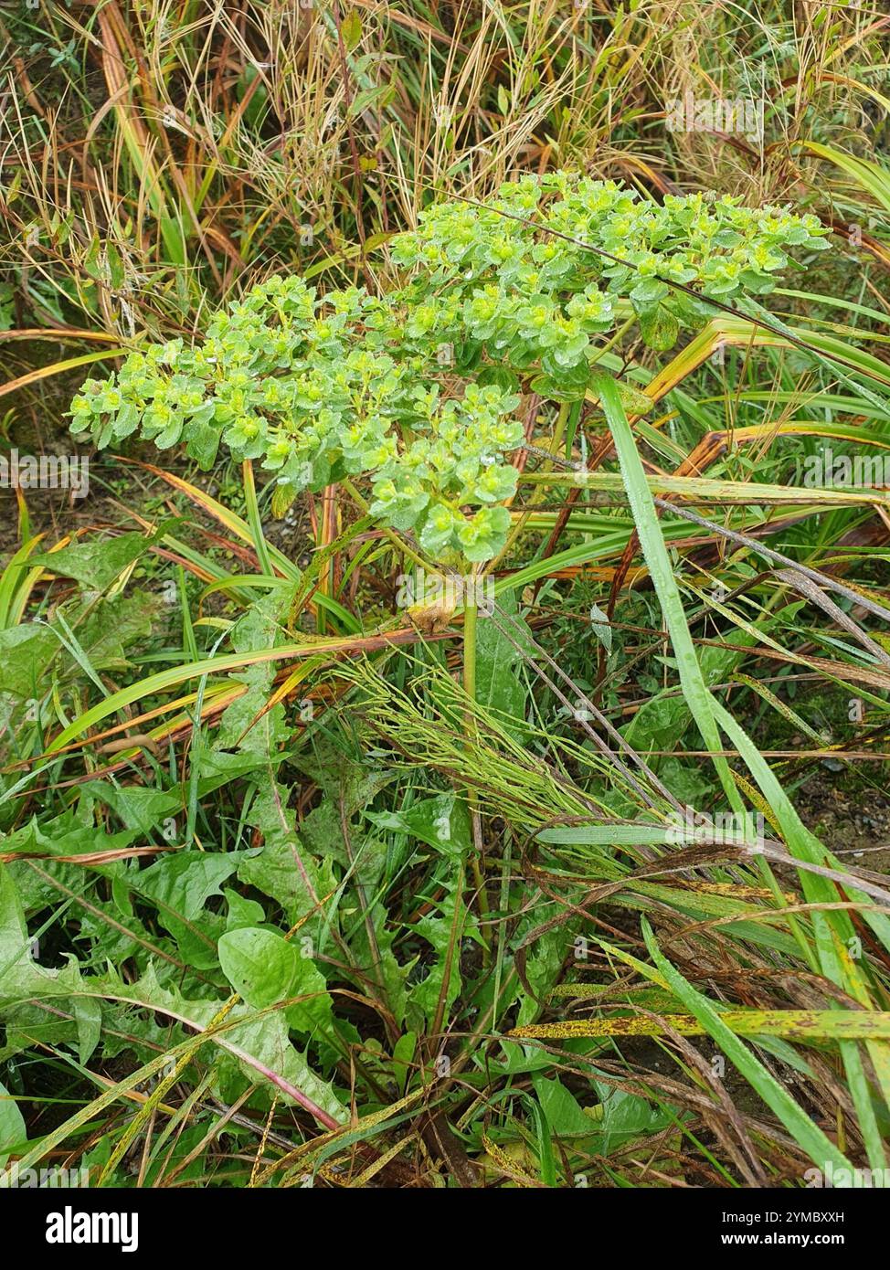 Sun spurge (Euphorbia helioscopia Stock Photo - Alamy