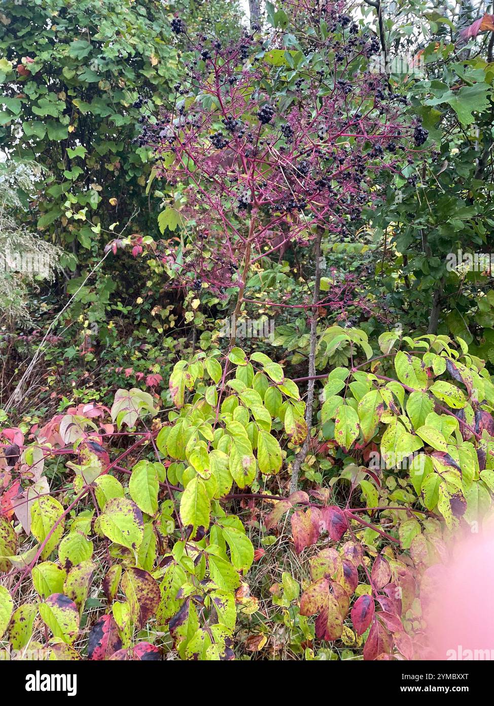 devil's walkingstick (Aralia spinosa Stock Photo - Alamy