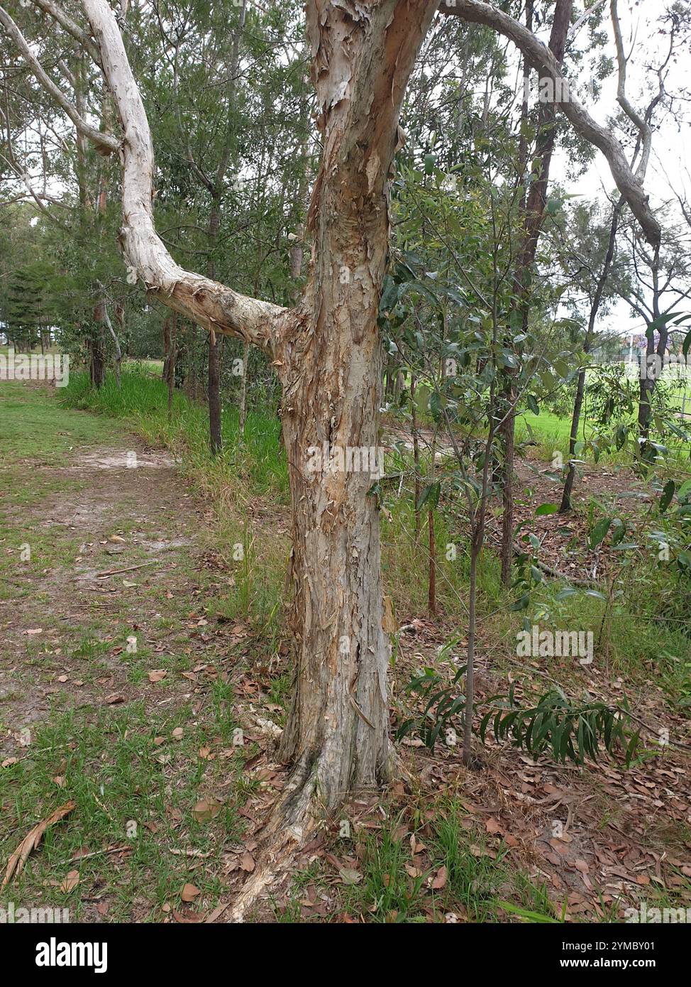Broad-leaved paperbark (Melaleuca quinquenervia Stock Photo - Alamy