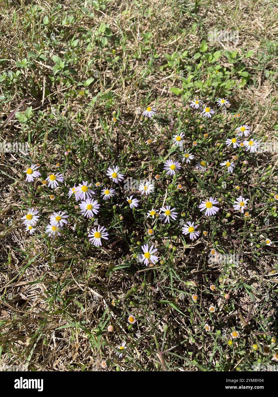 southern annual saltmarsh aster (Symphyotrichum divaricatum Stock Photo ...