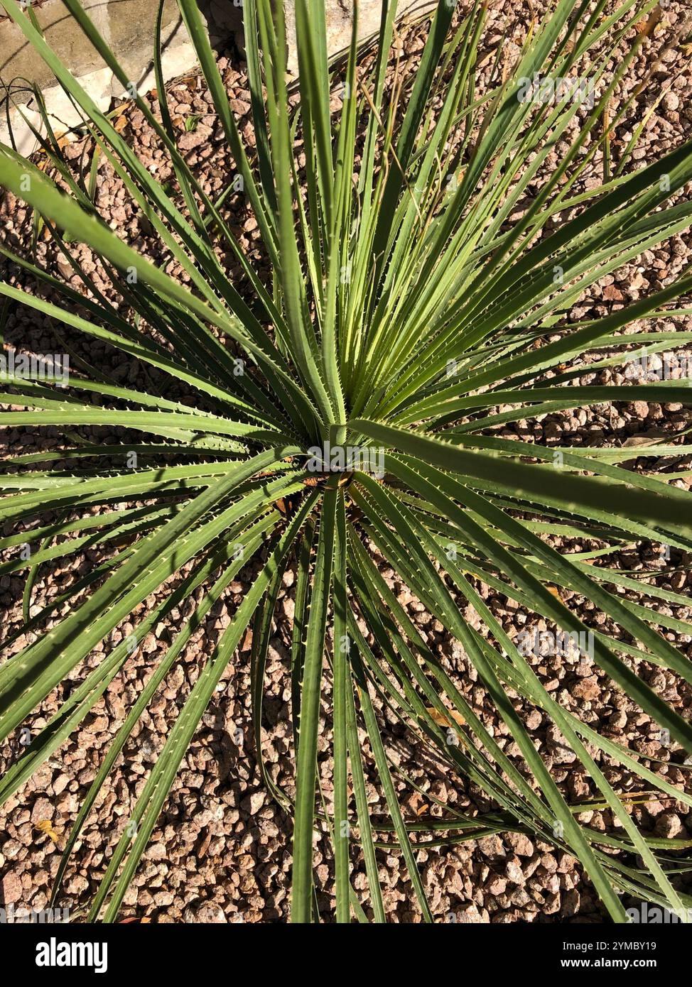 Texas sotol (Dasylirion texanum Stock Photo - Alamy