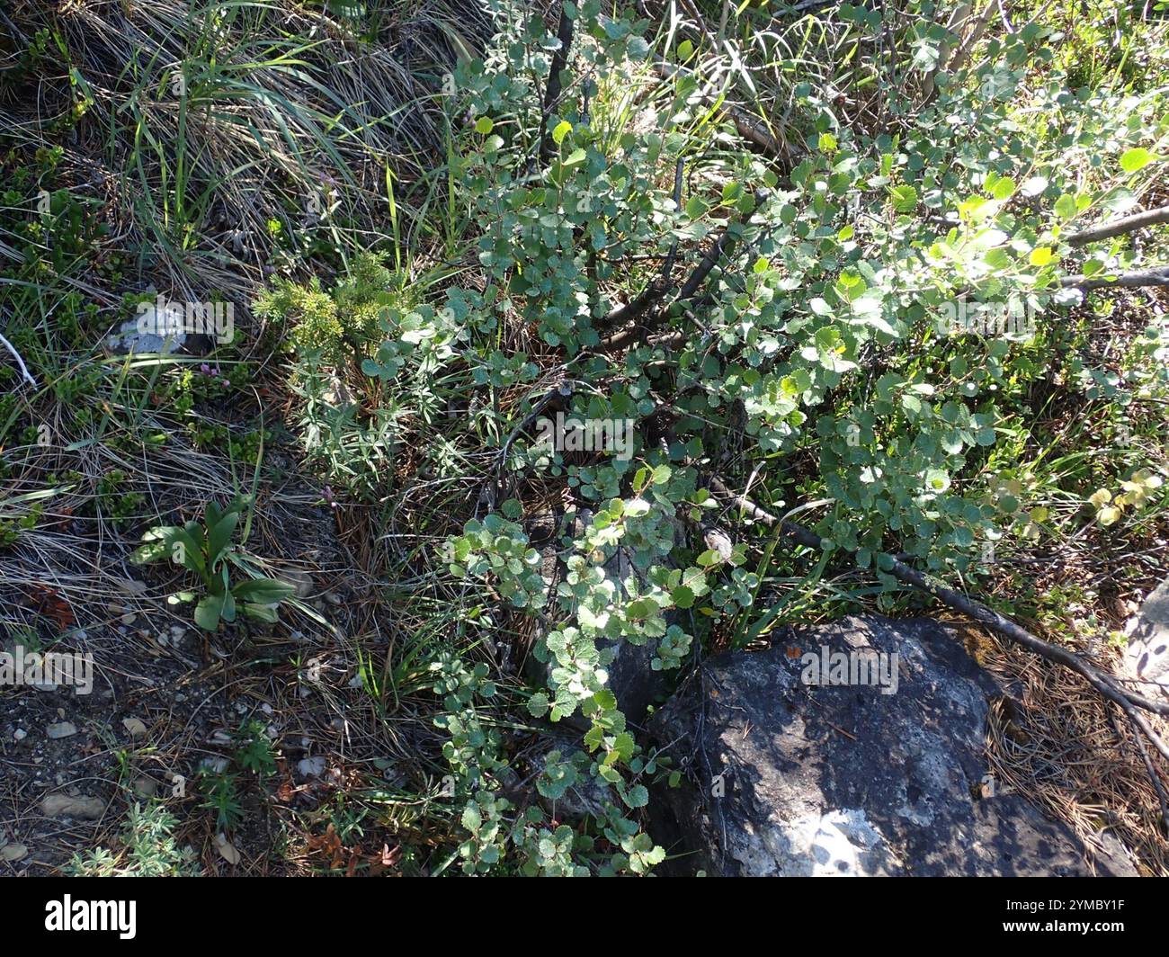 dwarf resin birch (Betula glandulosa Stock Photo - Alamy