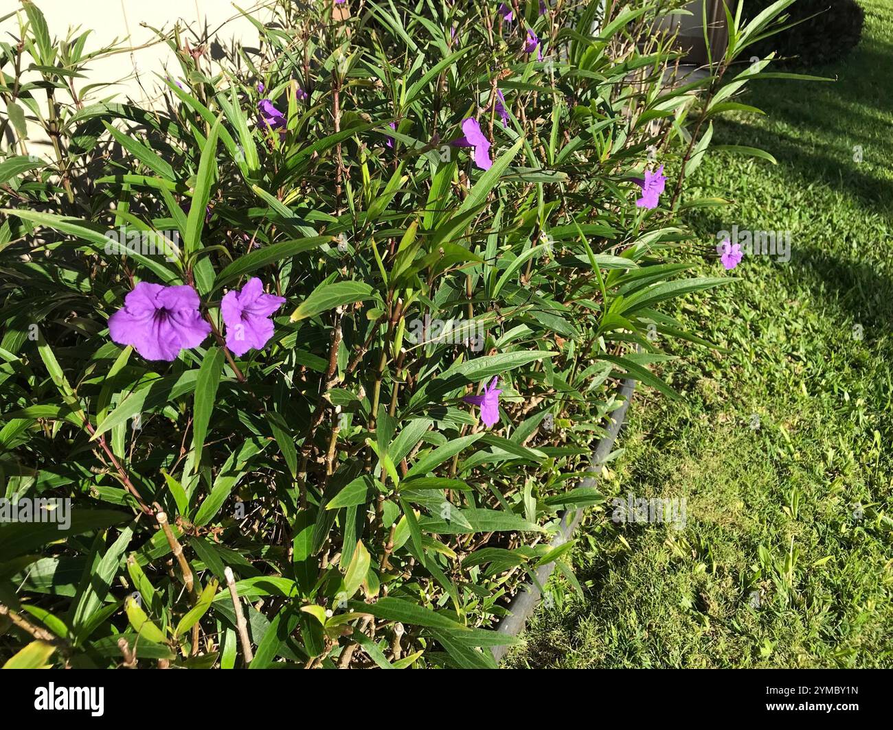 Mexican ruellia (Ruellia simplex Stock Photo - Alamy