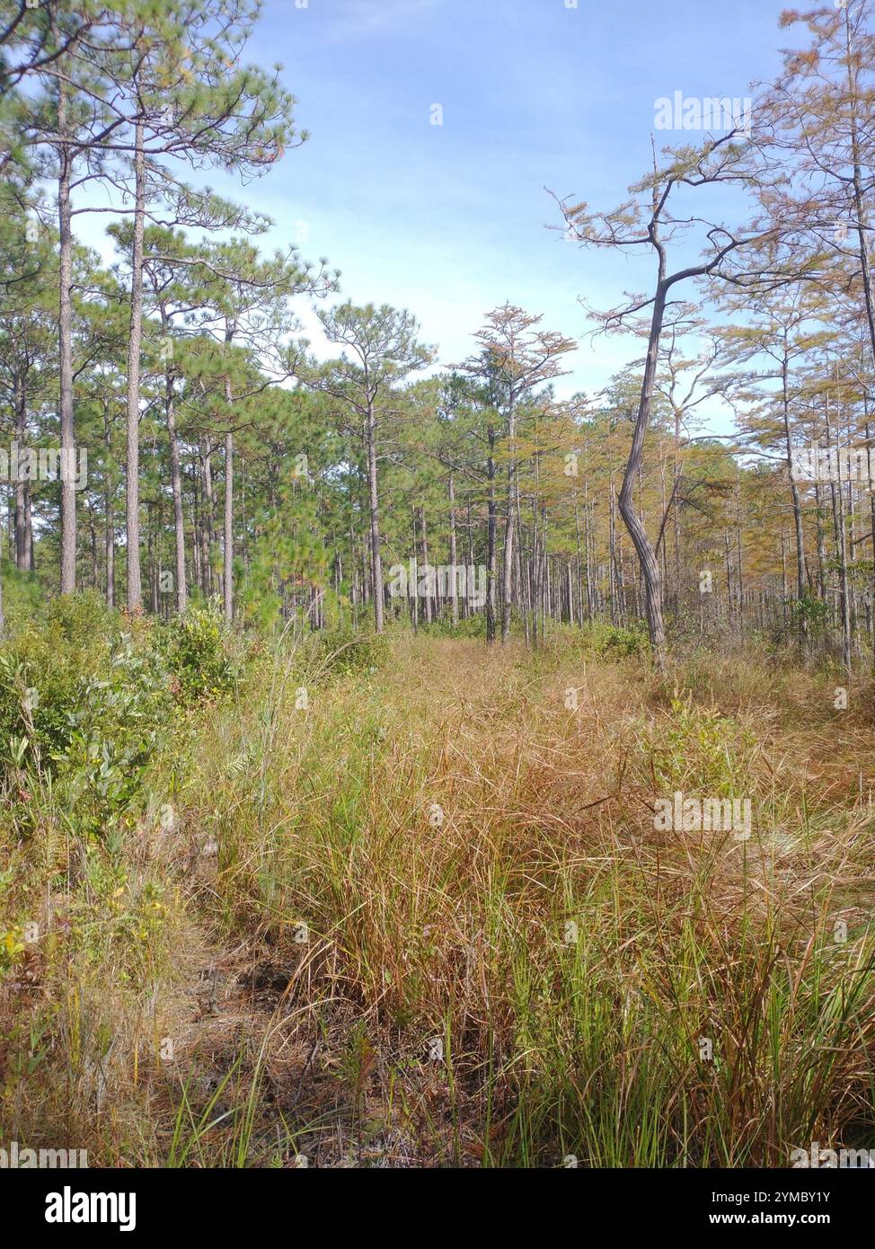 longleaf pine (Pinus palustris Stock Photo - Alamy