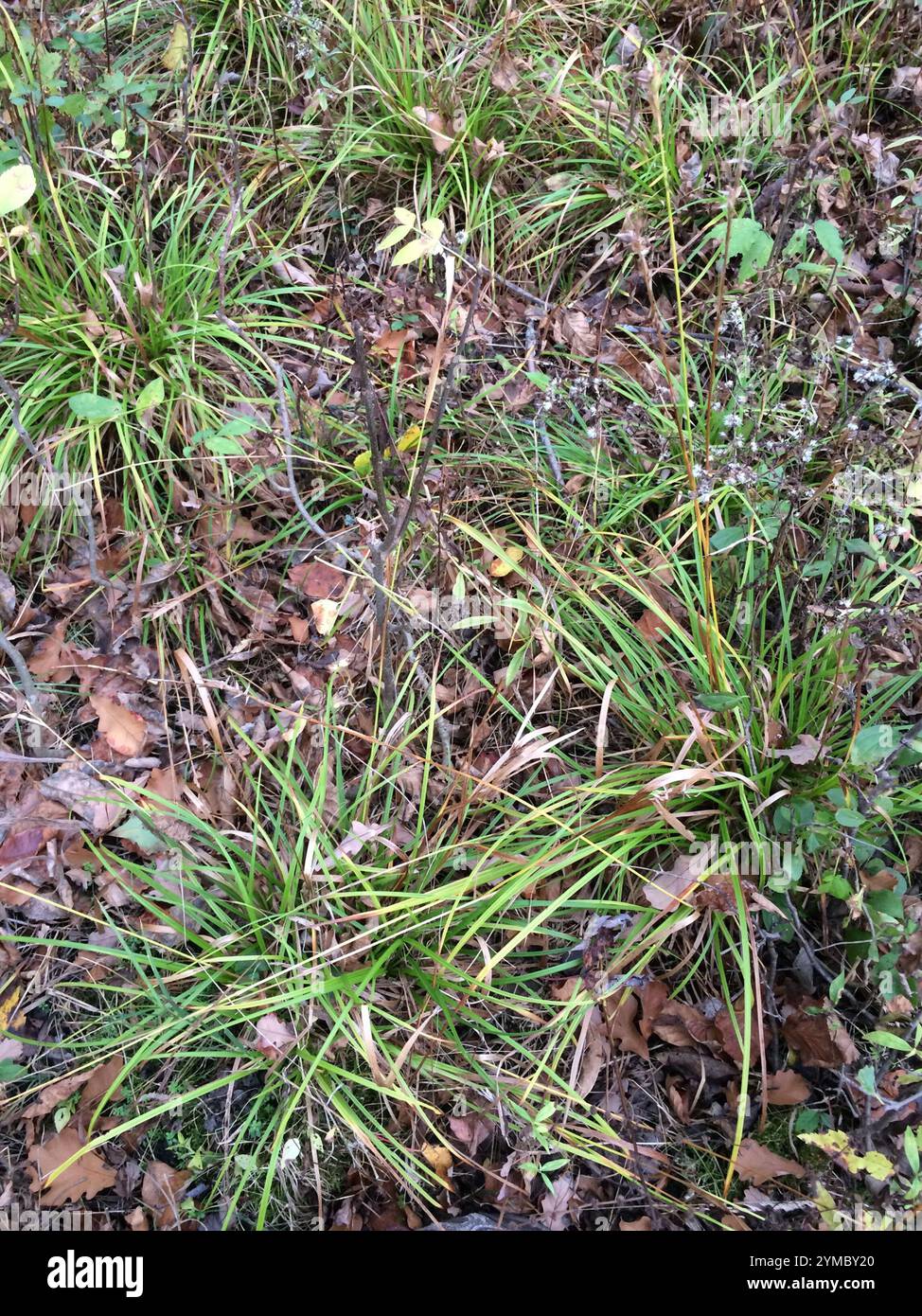 bladder sedge (Carex intumescens Stock Photo - Alamy