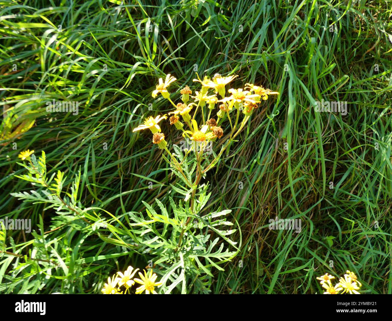 Hoary Ragwort (Jacobaea erucifolia Stock Photo - Alamy